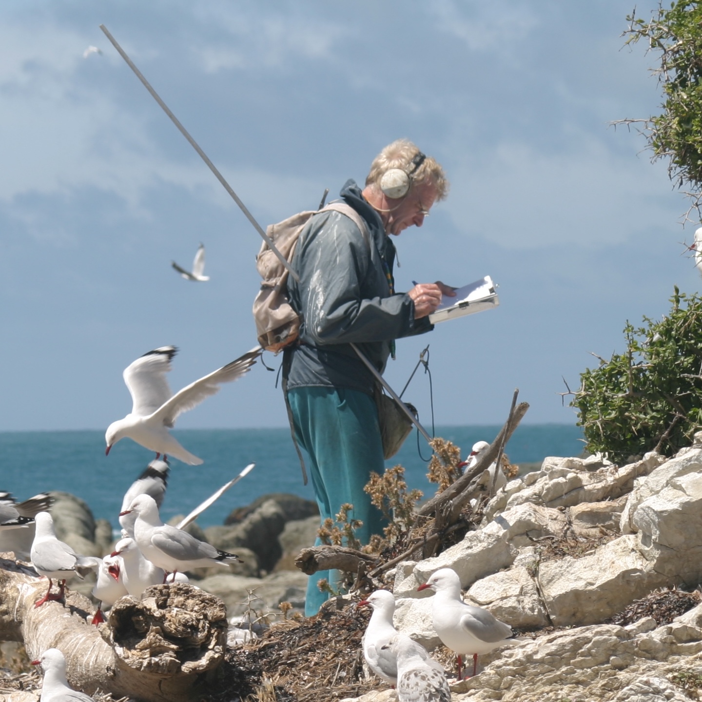Observing Seabirds: Understanding Oceans | Farallon Institute